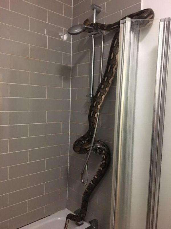 As Extreme Heat Rises In Australia, Snakes Found In People's Toilets ...