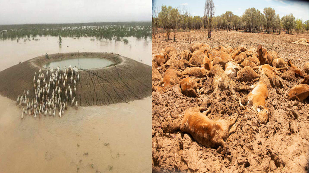 Weather Kills 500,000 Cattle In Australia—Unprecedented Event - Signs ...