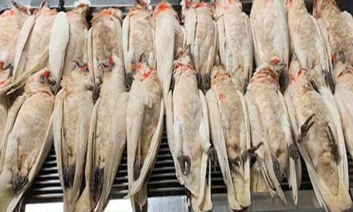 Birds Falling From Sky Bleeding At Eyes & Beaks In Australia - Signs Of ...